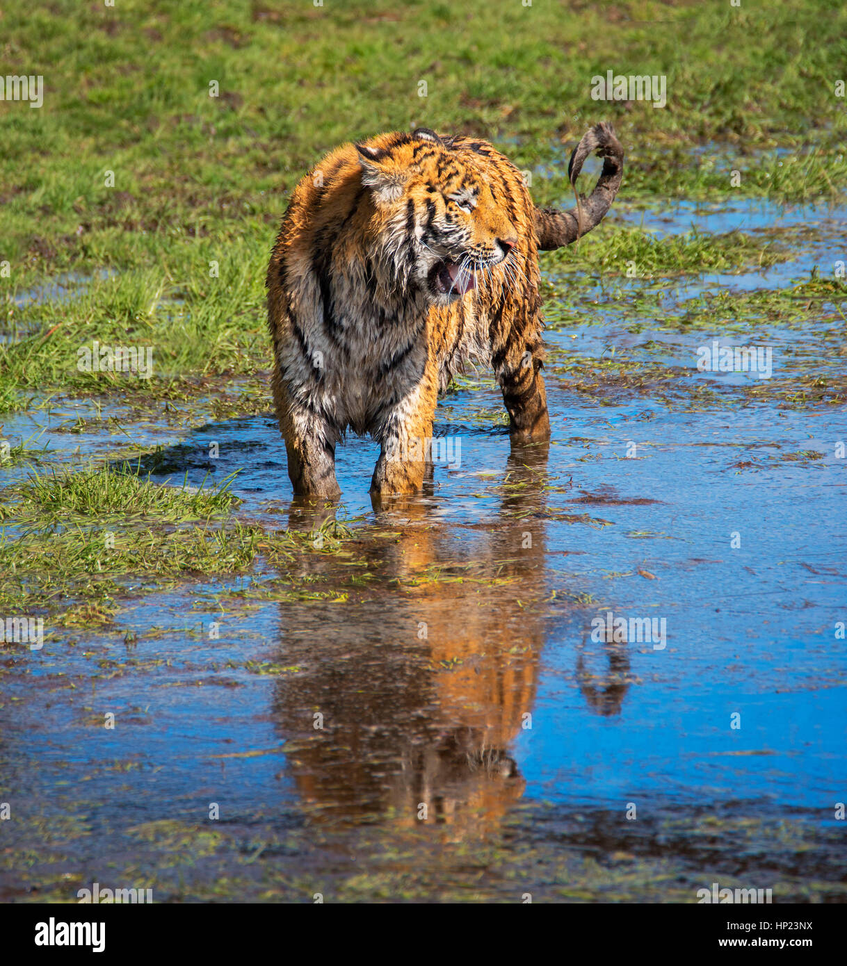 Tiger standing hi-res stock photography and images - Alamy