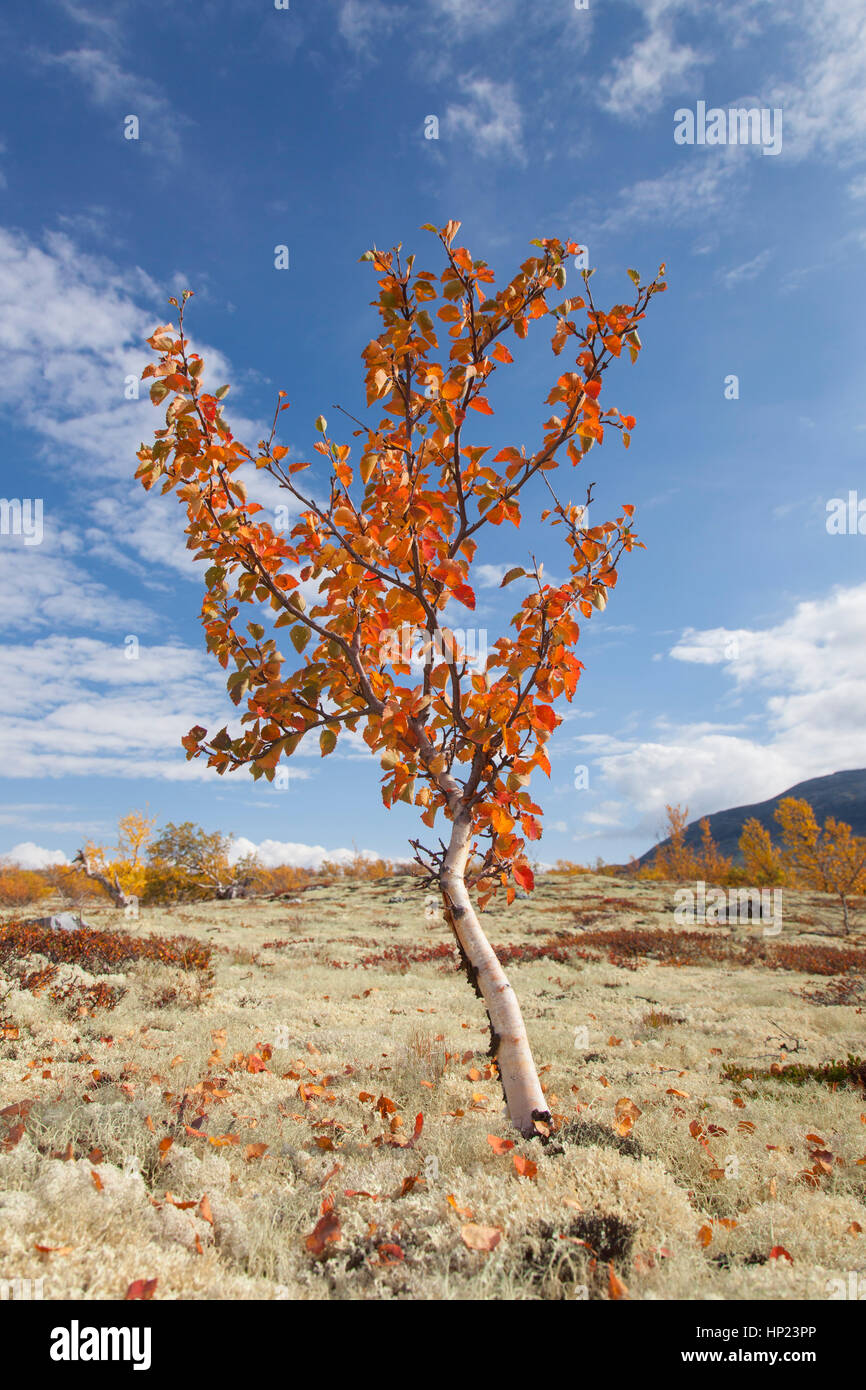 European white birch / downy birch / moor birch (Betula pubescens ...