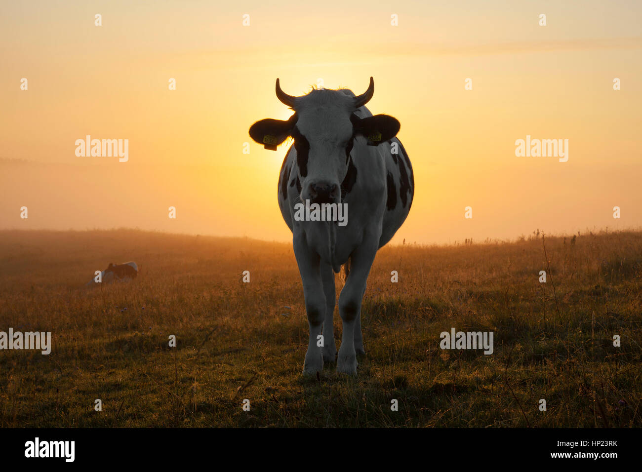 Holstein Friesian cow in field at sunrise, breed of dairy cattle ...