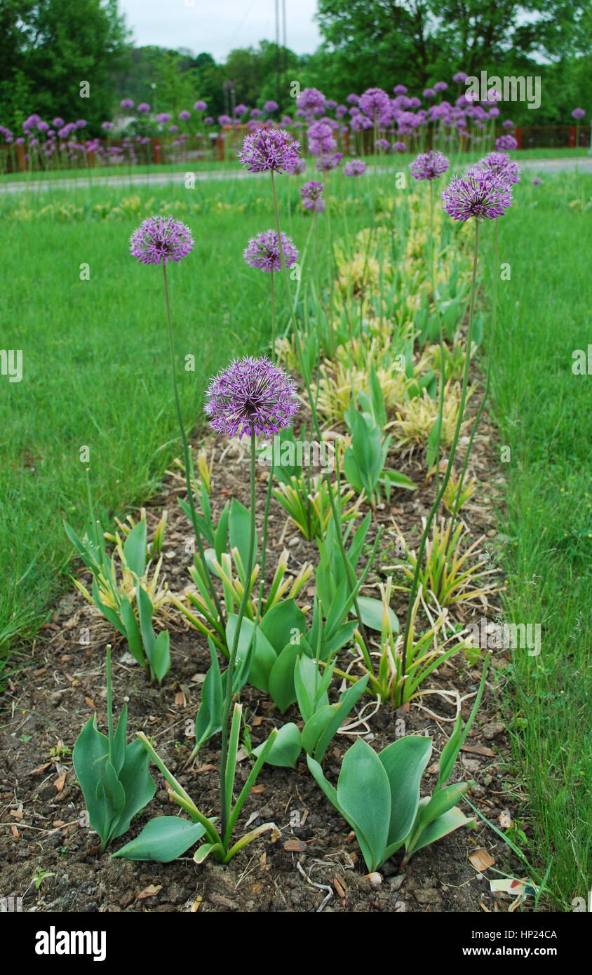 Allium stipitatum 'Violet Beauty' blossom. Elegant, slender stems are ...