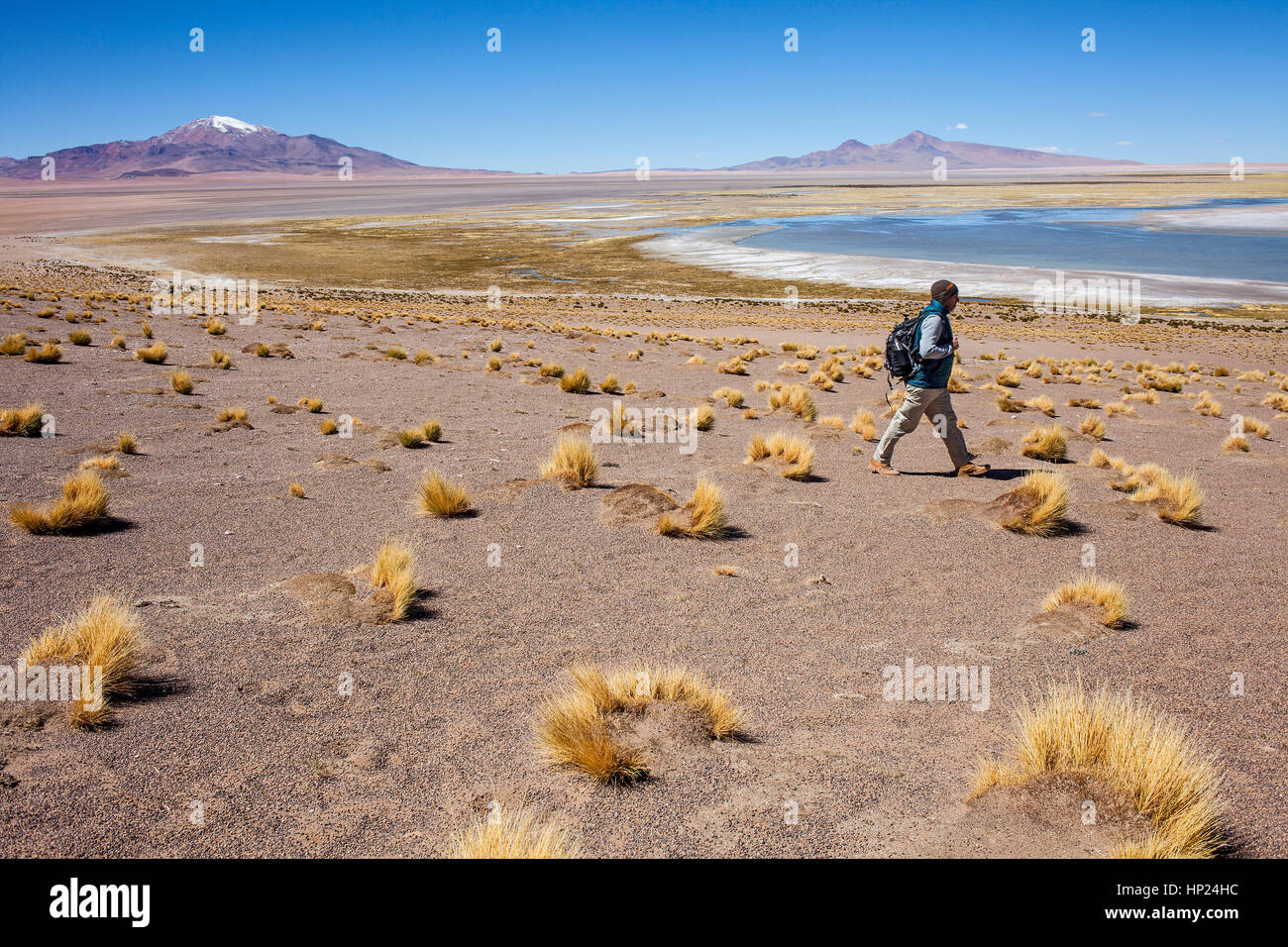 Salar de Tara, salt flats, Altiplano, Puna, Atacama desert. Region de ...