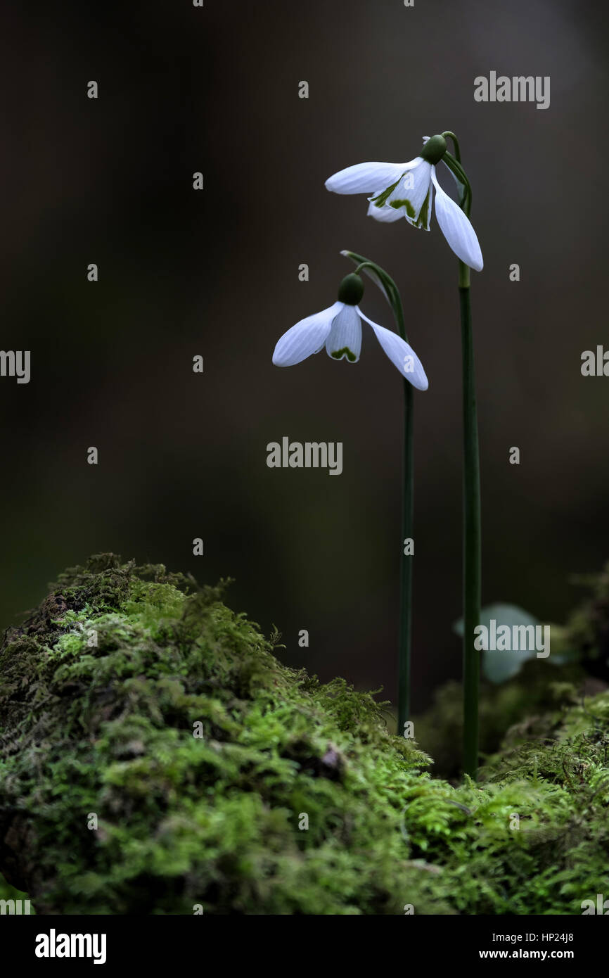 Late winter early spring hi-res stock photography and images - Alamy