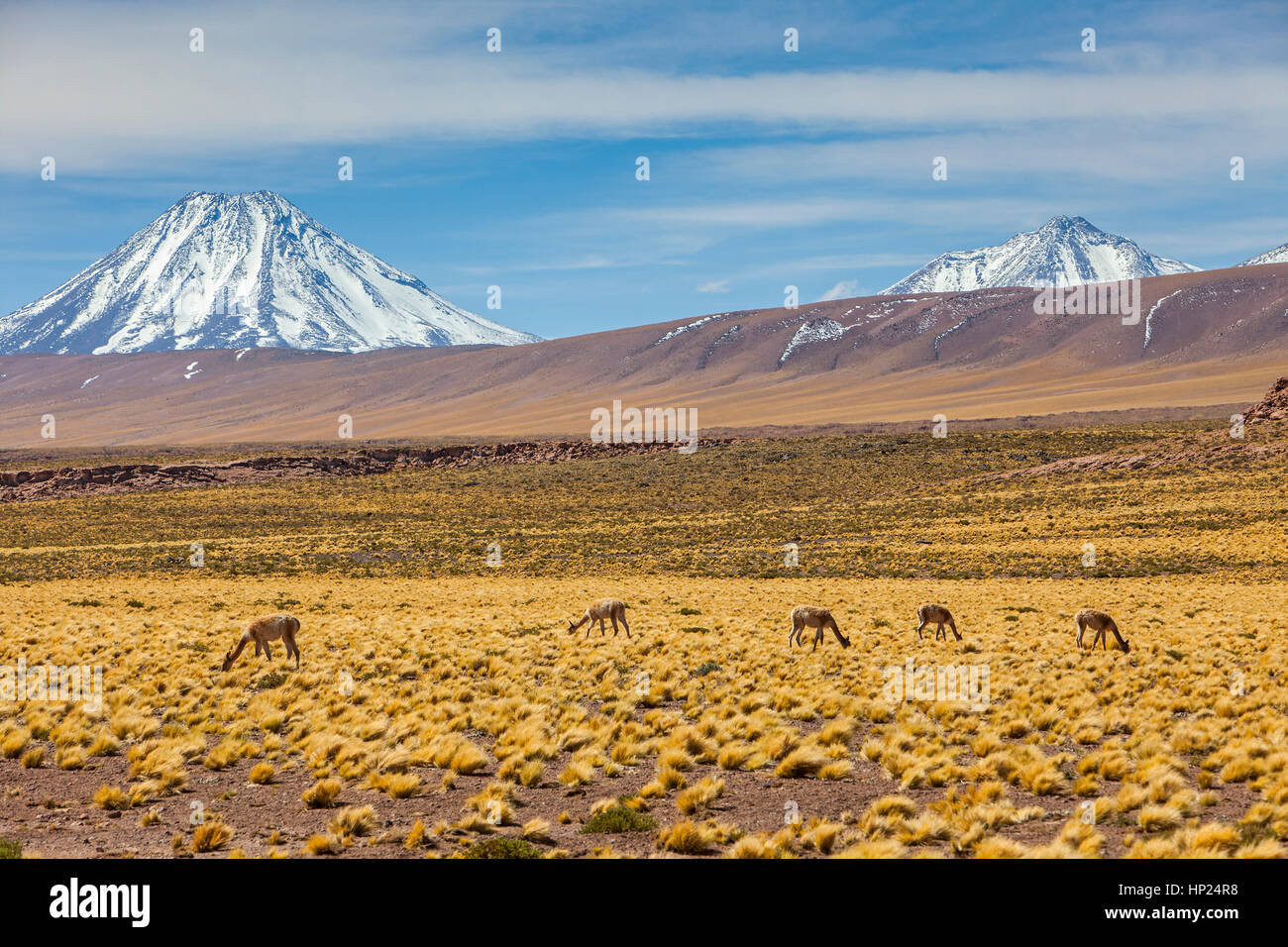 Vicuna, (Vicugna vicugna), in Altiplano, Puna, in background Andes ...