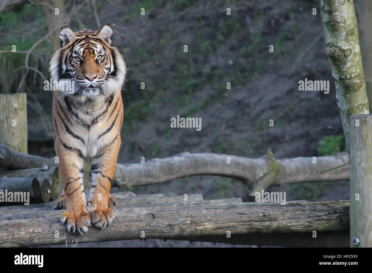 Sumatran breeding tiger hi-res stock photography and images - Alamy