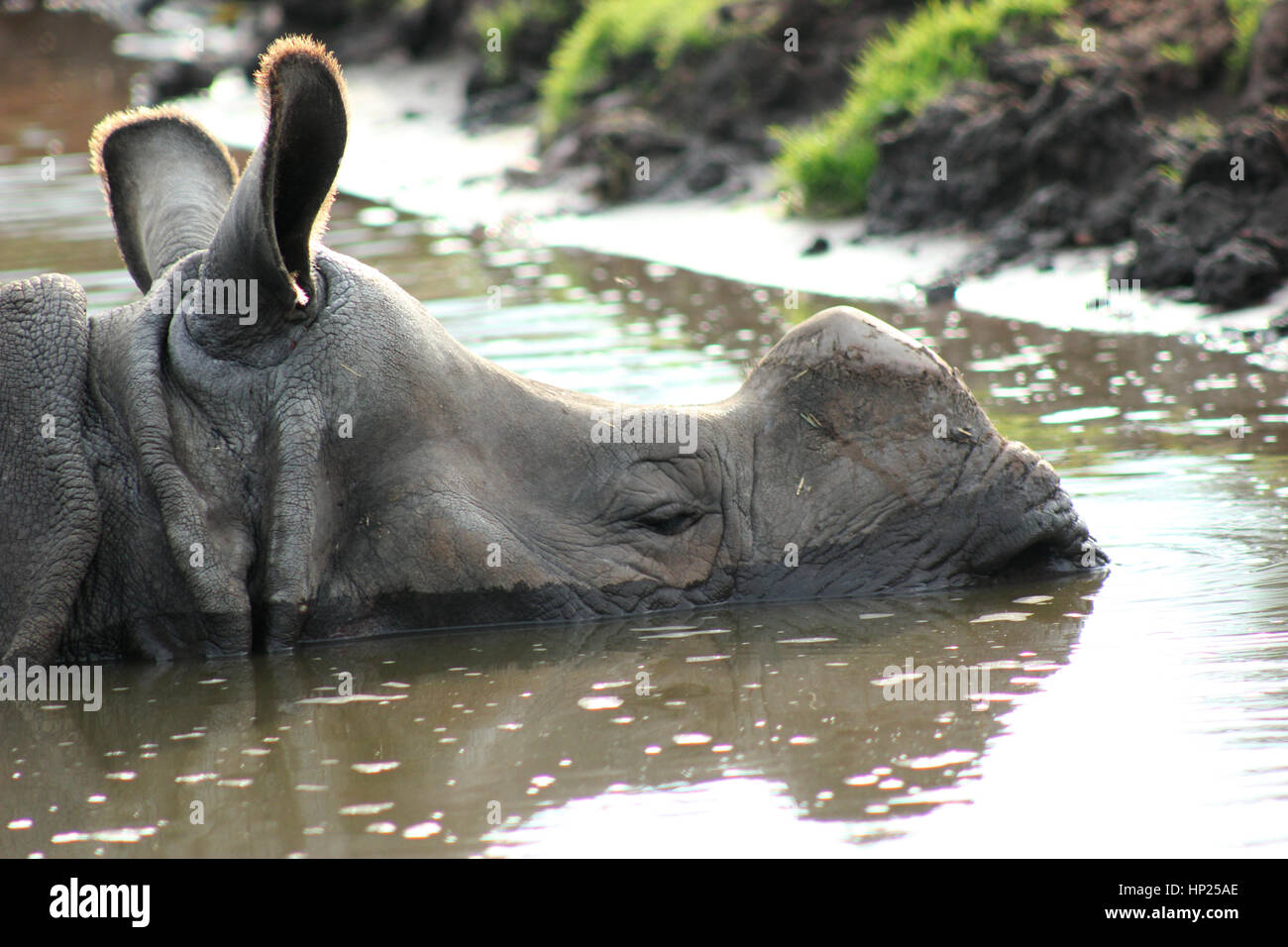 White Rhino, Conservation Stock Photo - Alamy