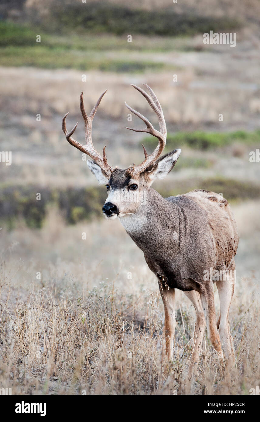 Mule Deer, National Bison Range, Montana Stock Photo - Alamy