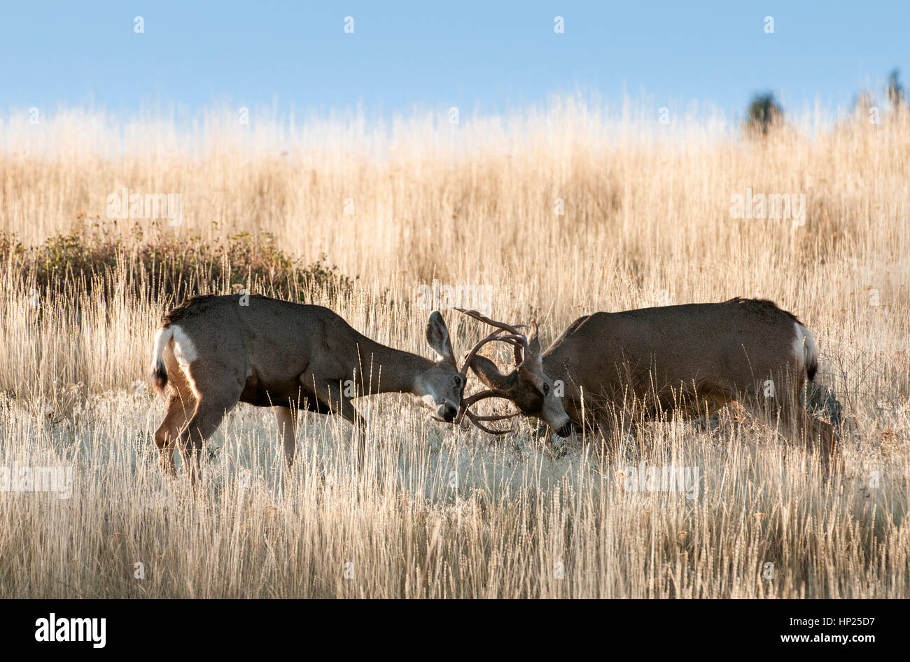 Mule Deer, National Bison Range, Montana Stock Photo - Alamy