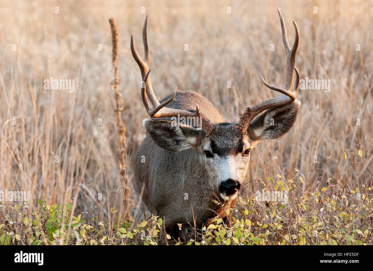 Mule Deer, National Bison Range, Montana Stock Photo - Alamy