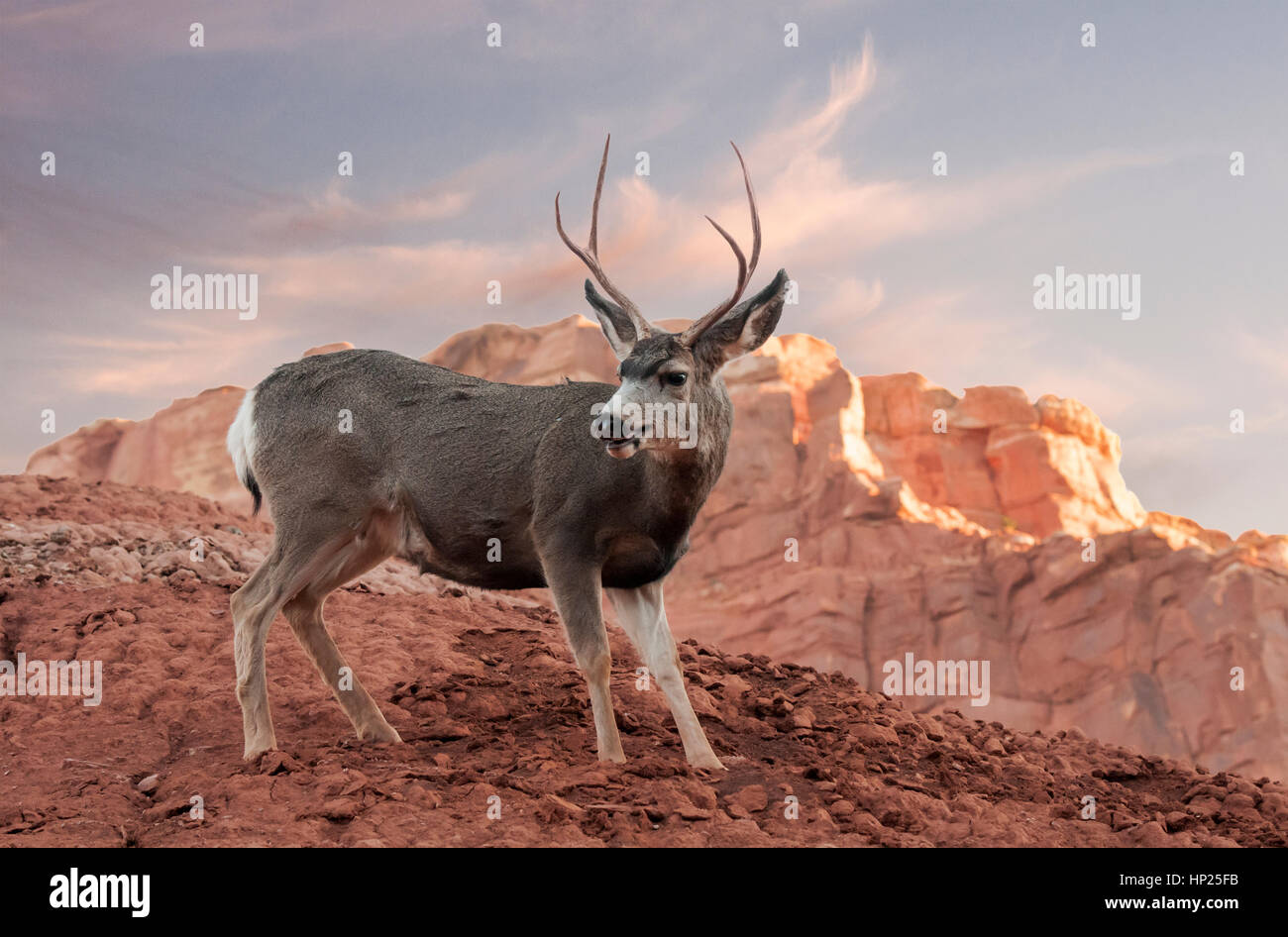 Mule deer utah hi-res stock photography and images - Alamy