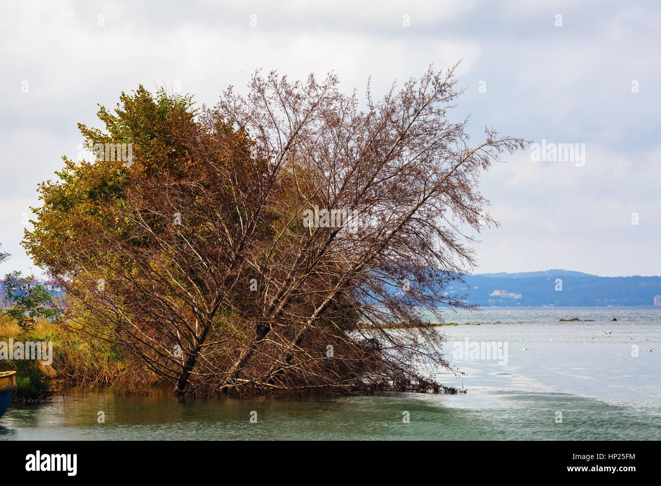 Dry trees in the water. Dry trees in the water. Landscape on the ...