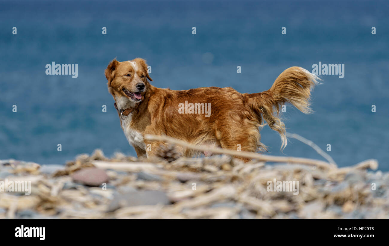 Golden brown dog walking on a pebbled beach on a windy day by the sea ...