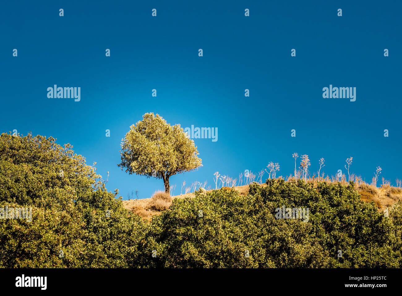 Single olive tree hi-res stock photography and images - Alamy