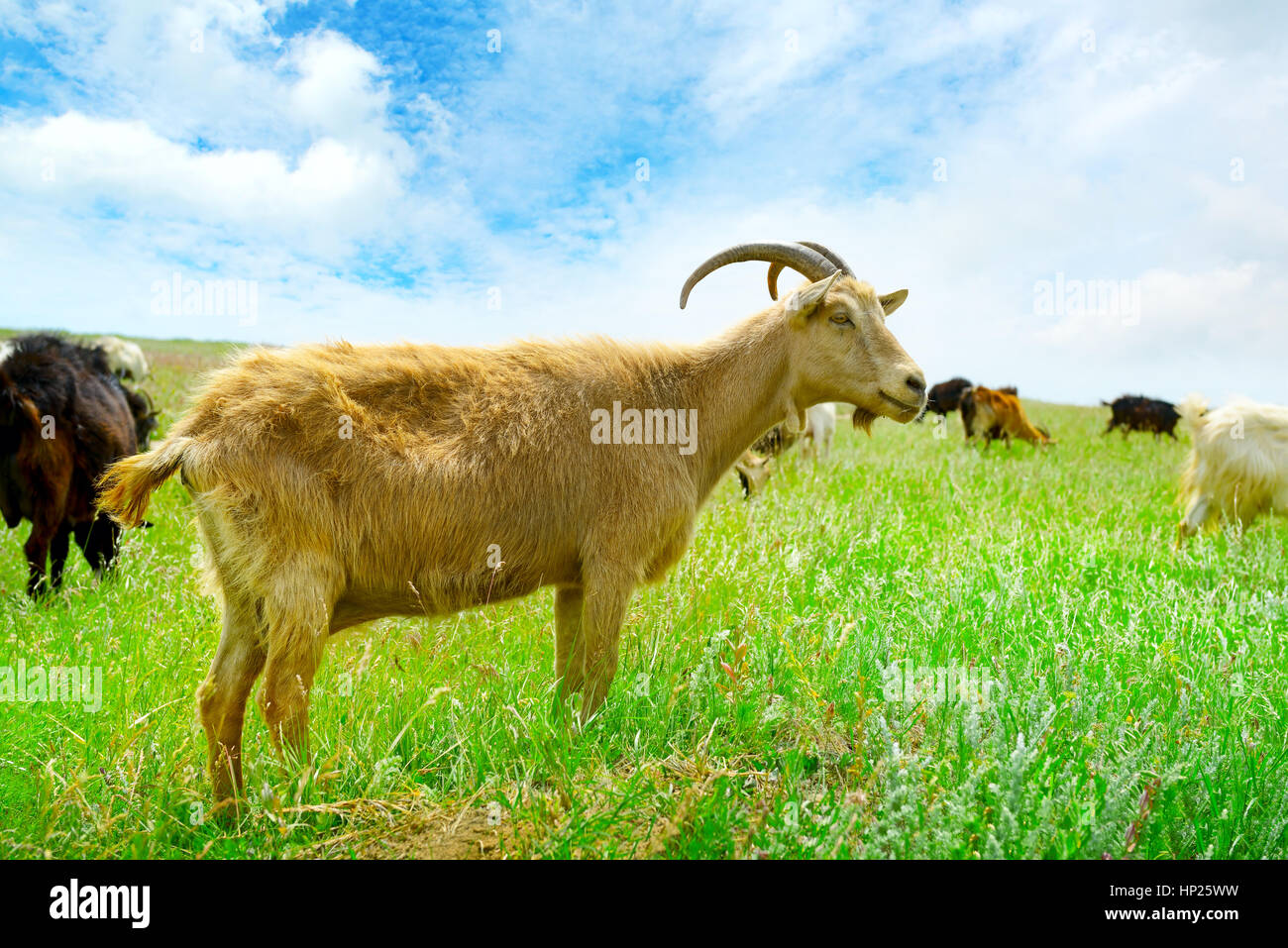 Flock of goats grazing hi-res stock photography and images - Alamy