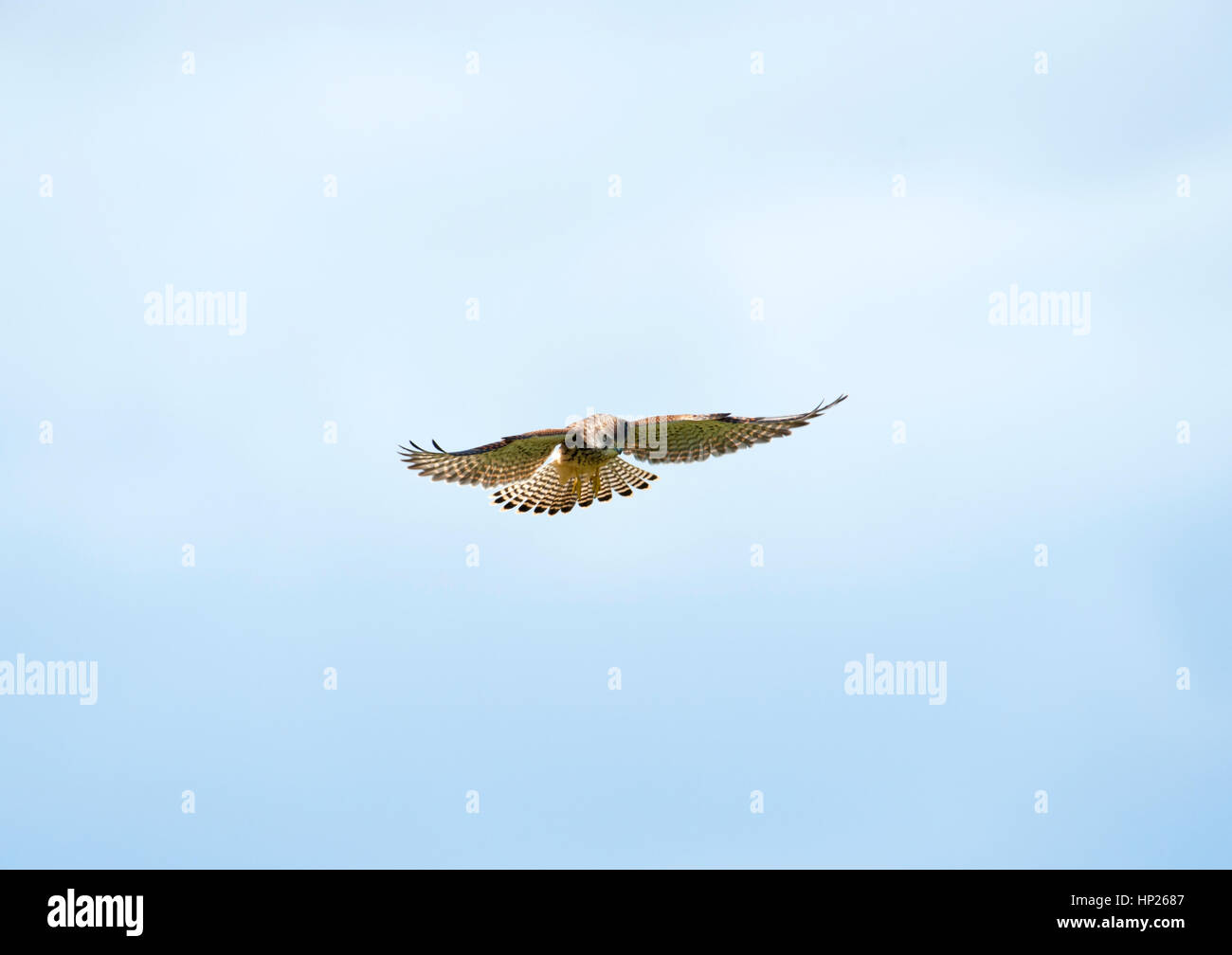 Kestrel falcon (Falco tinnunculus) hovering Stock Photo - Alamy