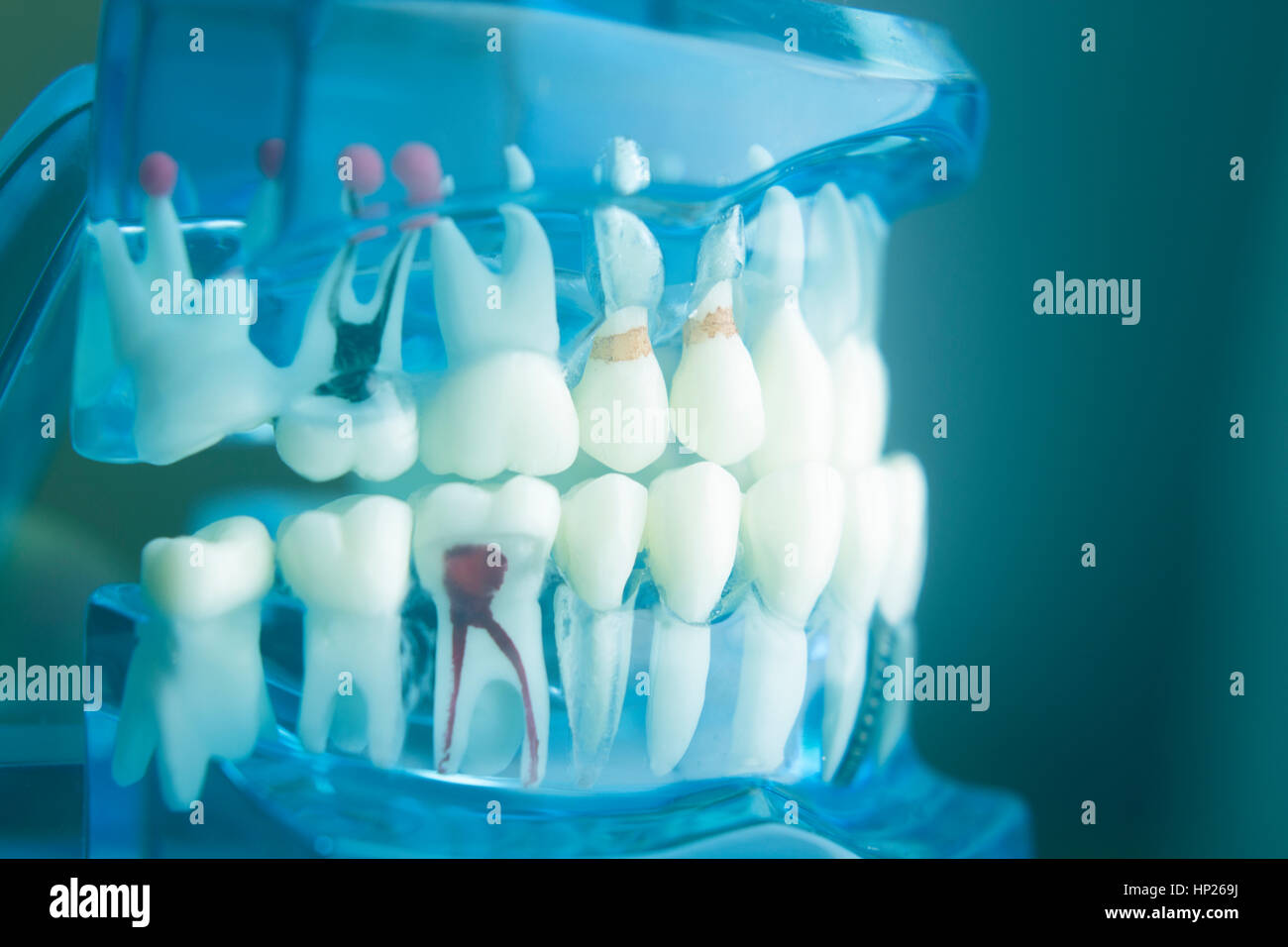 Dental tooth dentistry student learning teaching model showing teeth ...