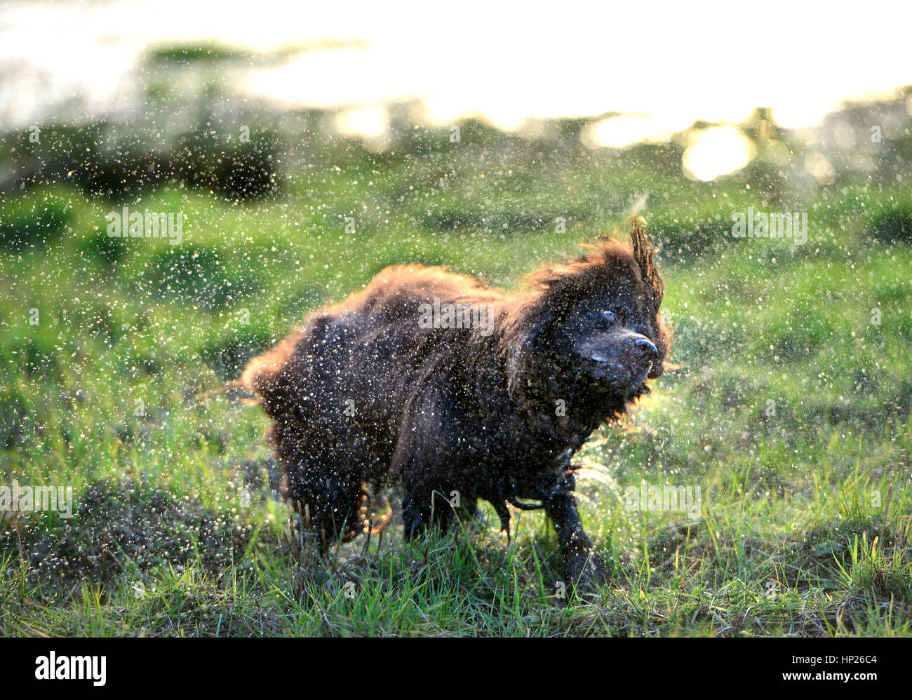 Shutter Dog High Resolution Stock Photography and Images - Alamy