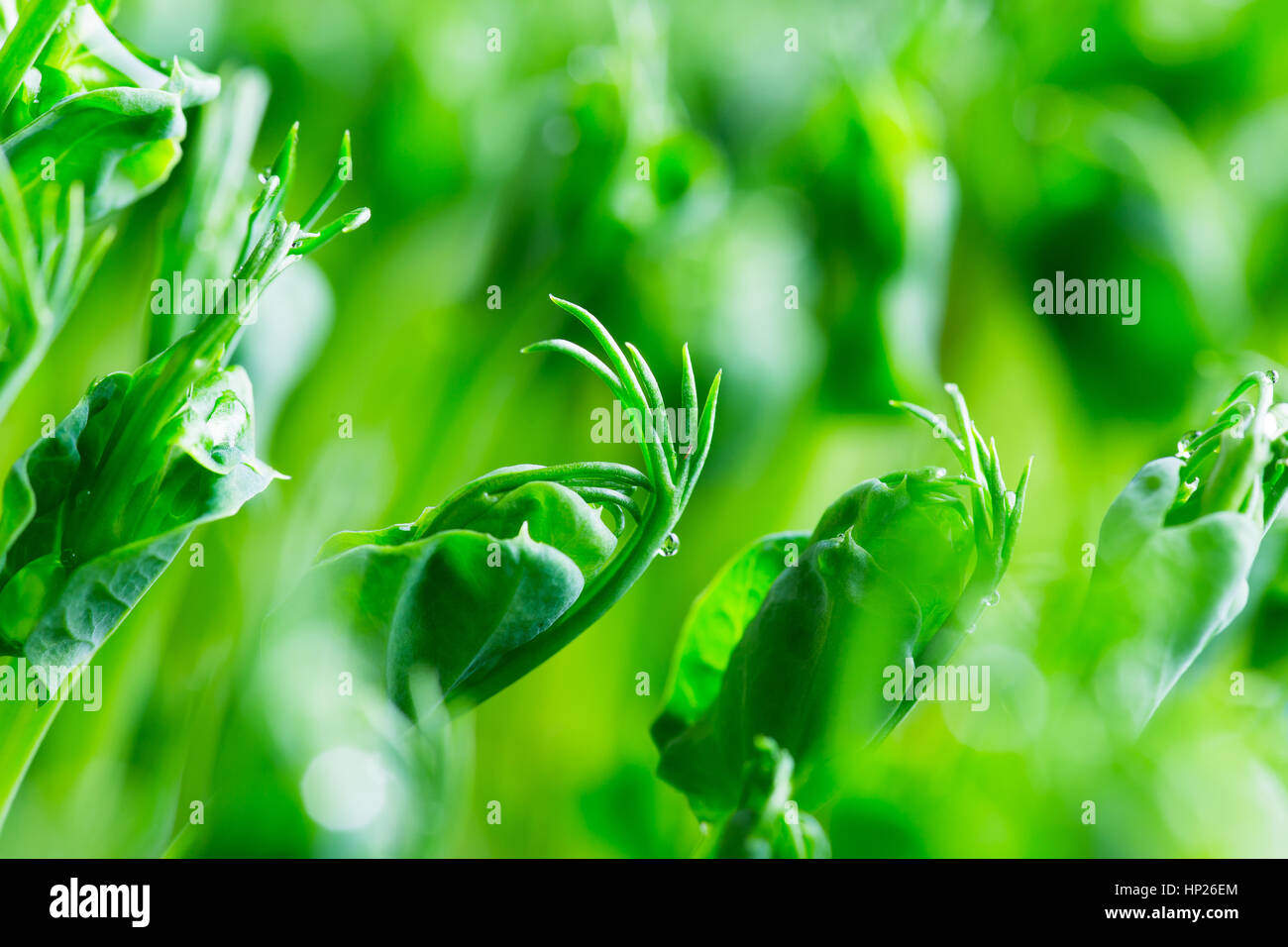 Pea green young tendril plants shoots in growing container, seedlings ...