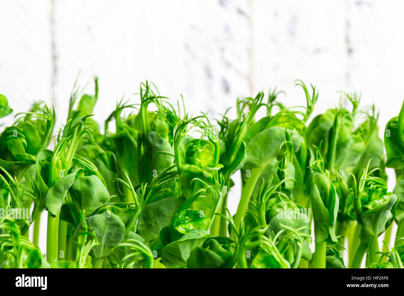 Pea green young tendril plants shoots in growing container, seedlings ...