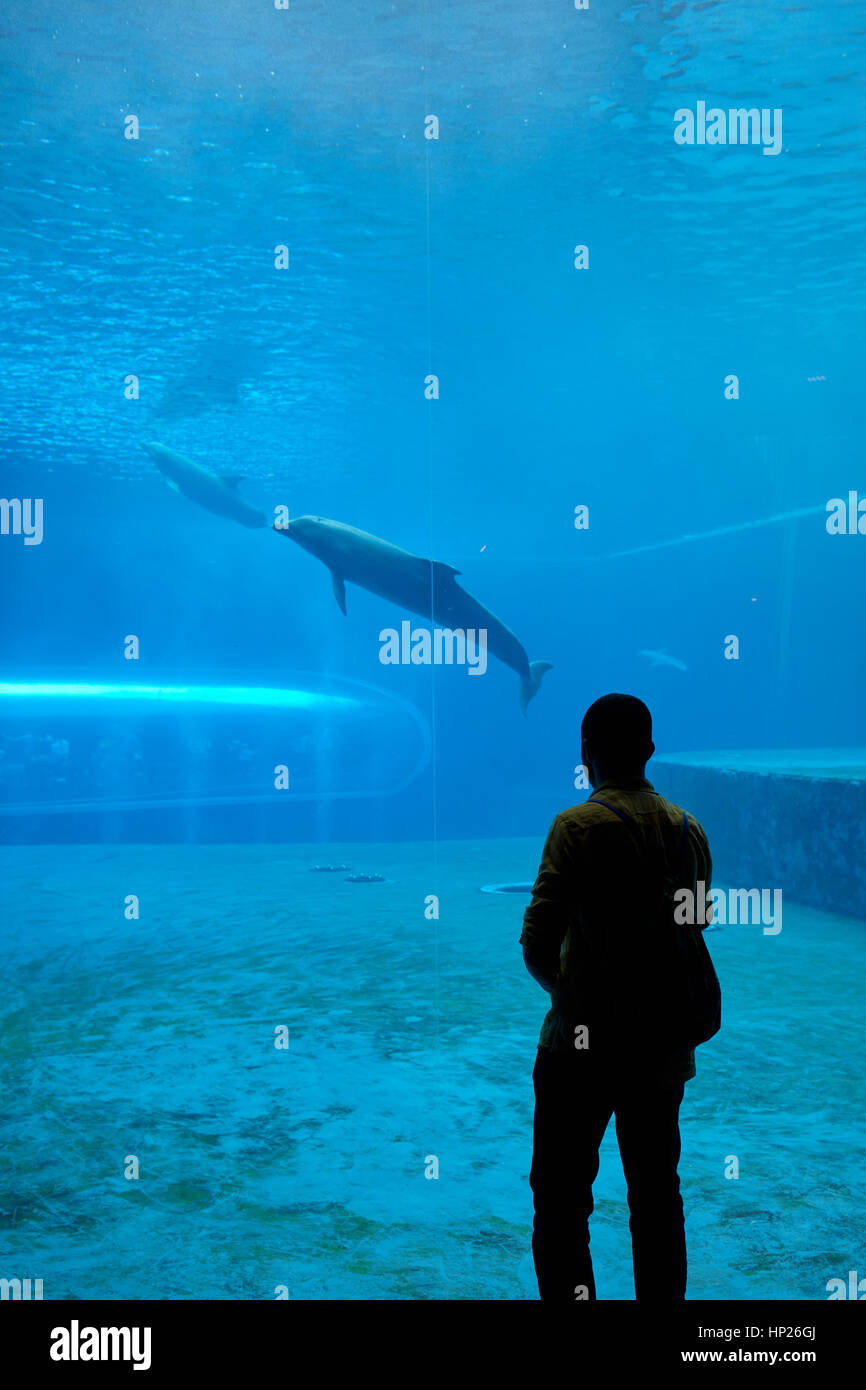 Dolphins aquarium vertical hi-res stock photography and images - Alamy