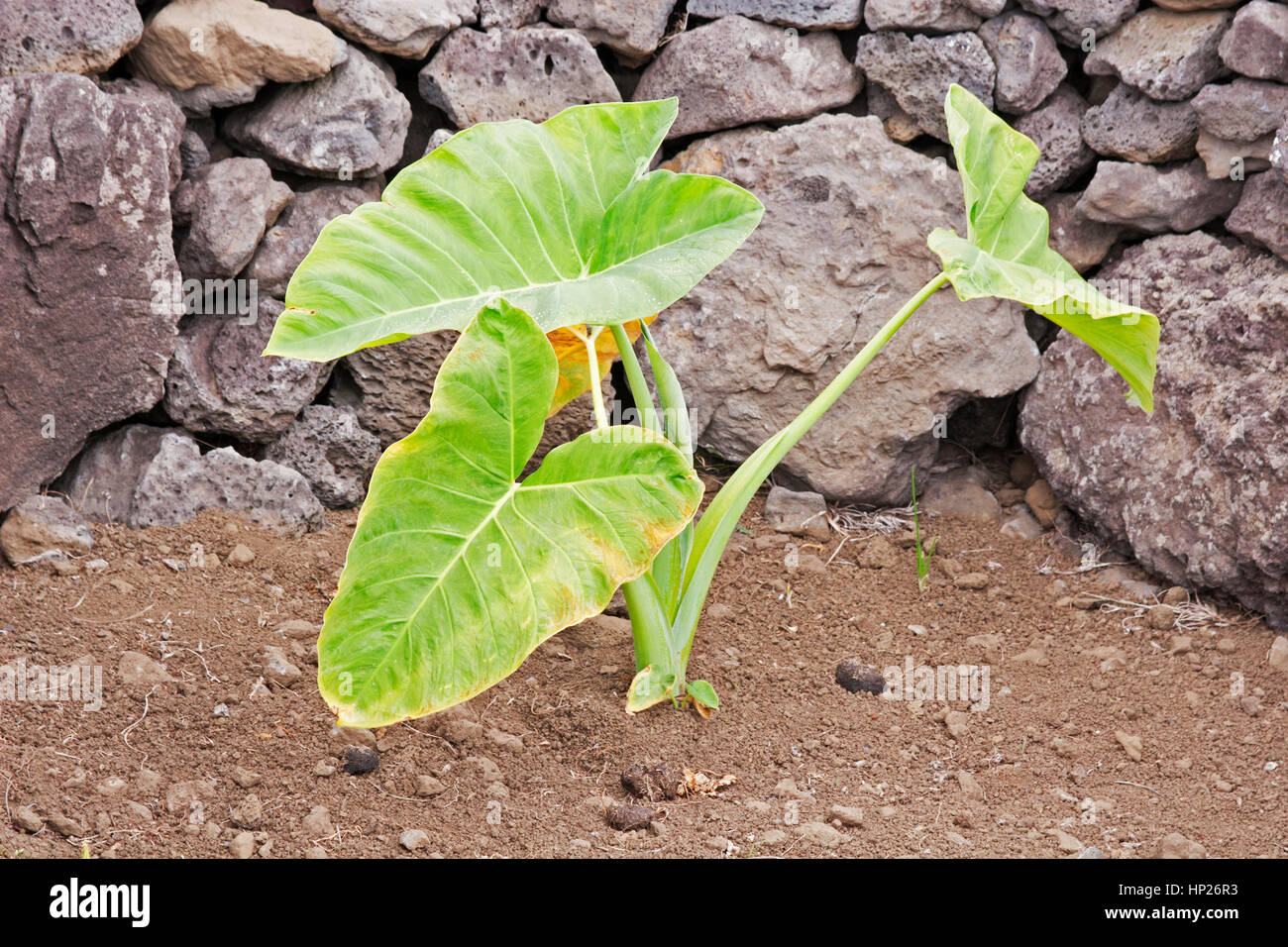 Taro plant (Colocasia esculenta) in traditional manavai garden enclosed ...