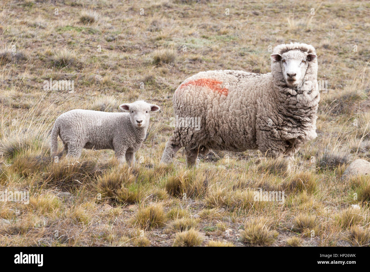 Corriedale sheep hi-res stock photography and images - Alamy
