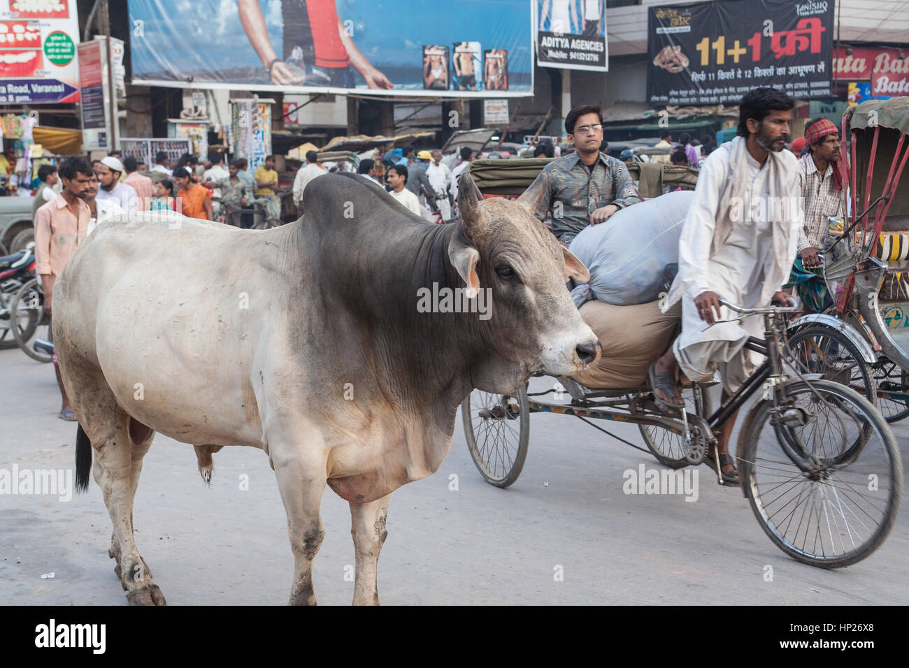 Sacred indian cow on road hi-res stock photography and images - Alamy