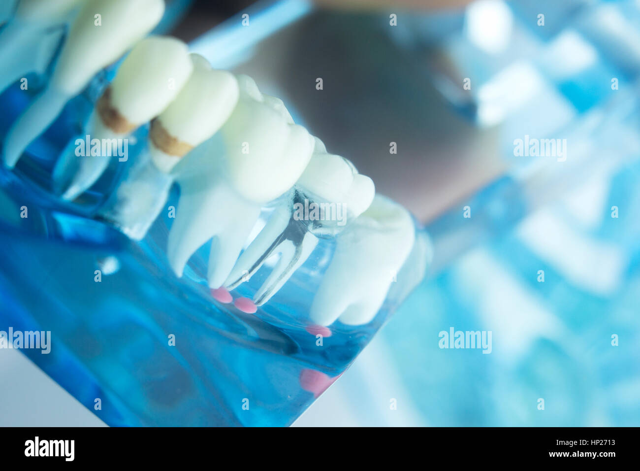 Dental tooth dentistry student learning teaching model showing teeth ...