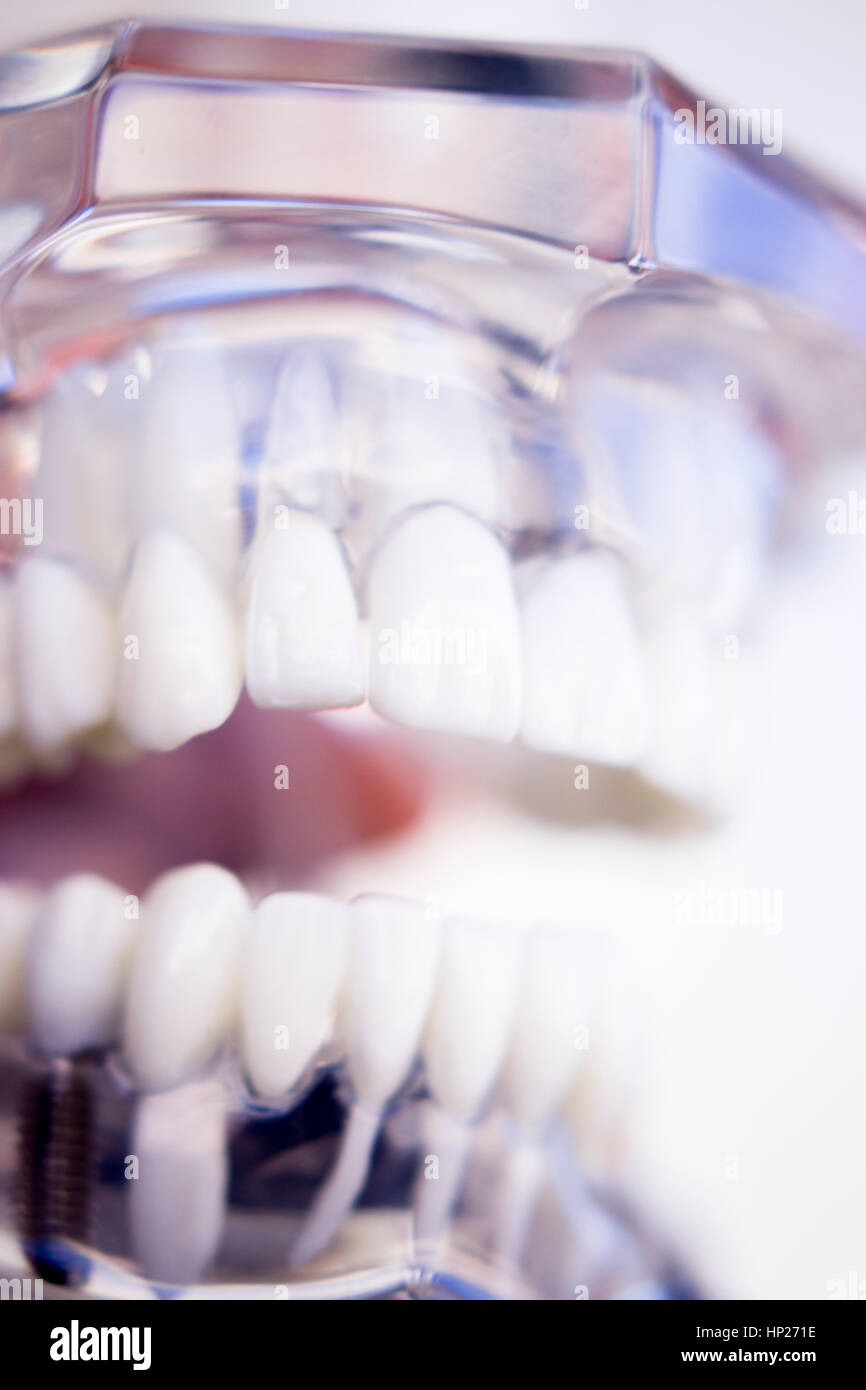 Dentists tooth plastic model used for teaching, learning and patient ...