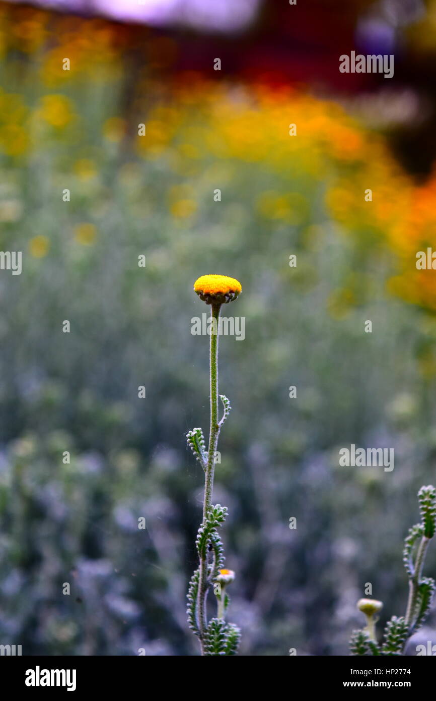 Twirly stem hi-res stock photography and images - Alamy