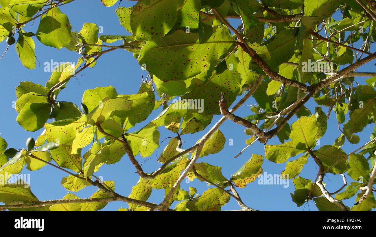 Leaves And Branches Of Tree Stock Photo - Alamy
