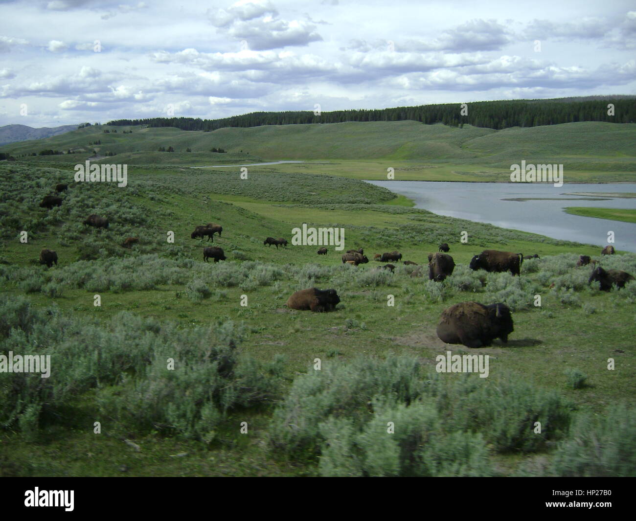 Bison In Wilderness Stock Photo - Alamy