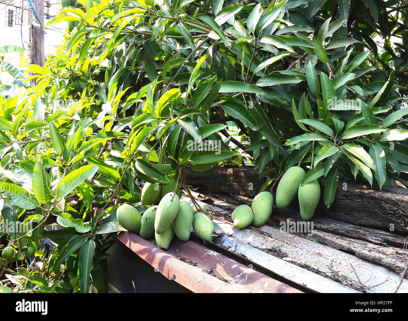 Branches of mango tree hi-res stock photography and images - Alamy
