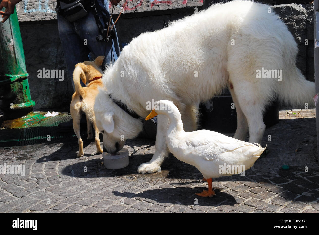 Four legged duck hi-res stock photography and images - Alamy