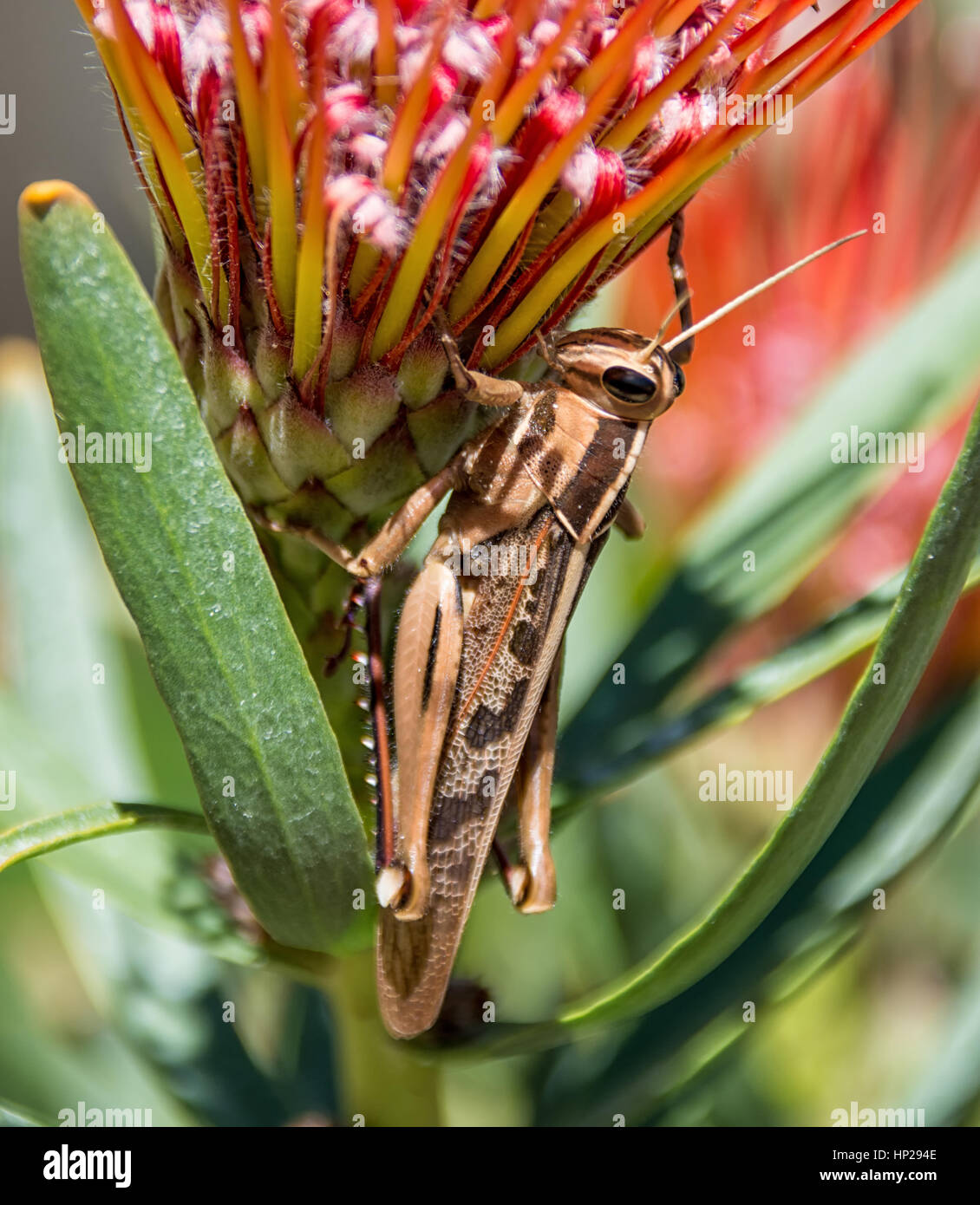 Acanthacris hi-res stock photography and images - Alamy