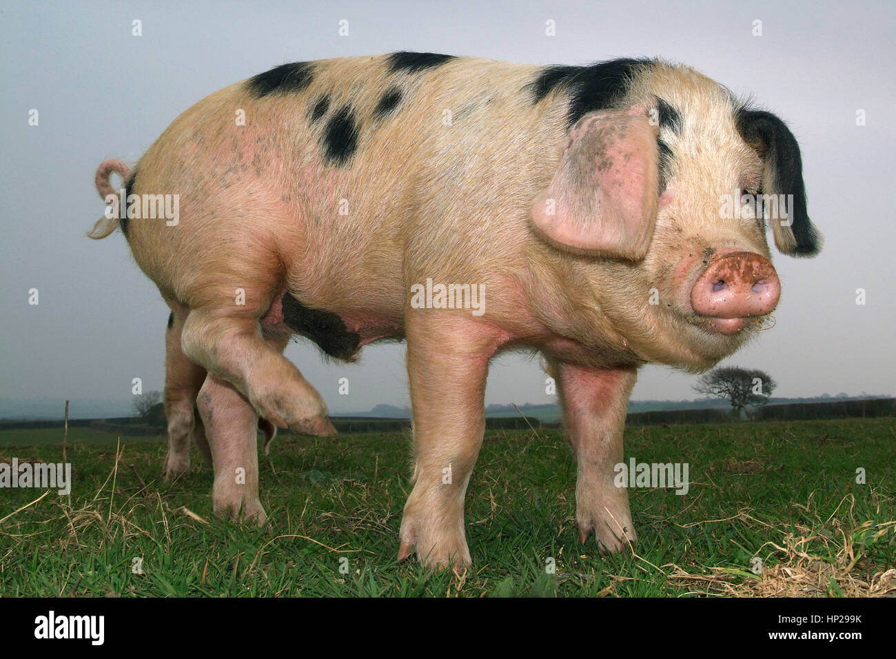 Old breeds hi-res stock photography and images - Alamy