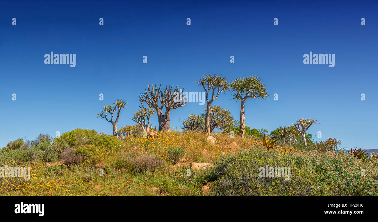 A landscape picture of African Spring flowers in Southern Africa Stock ...