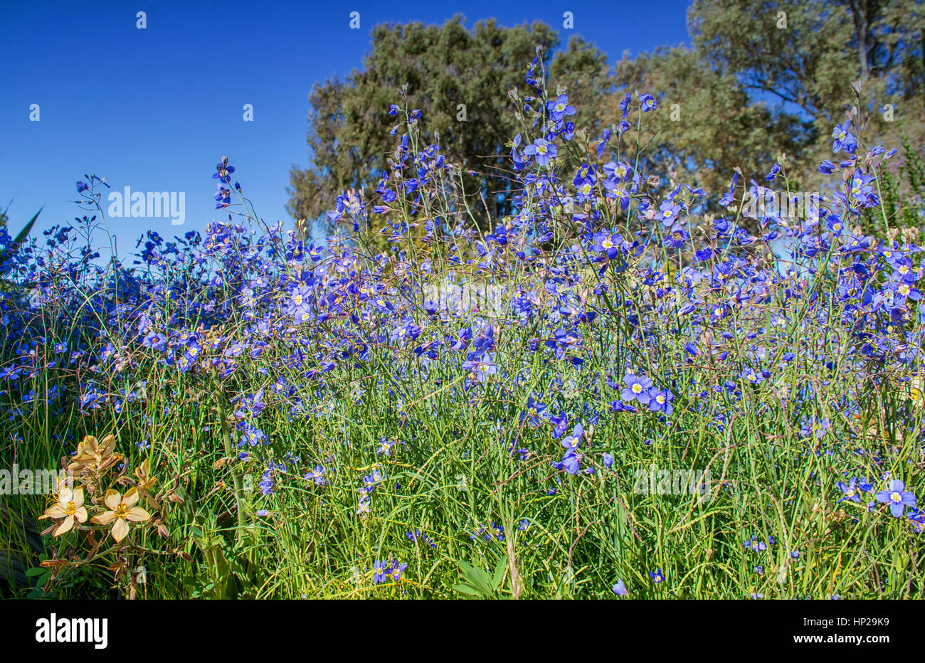 A landscape picture of African Spring flowers in Southern Africa Stock ...