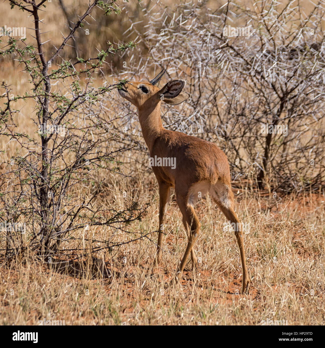 A male Steenbok in Southern African savanna Stock Photo - Alamy