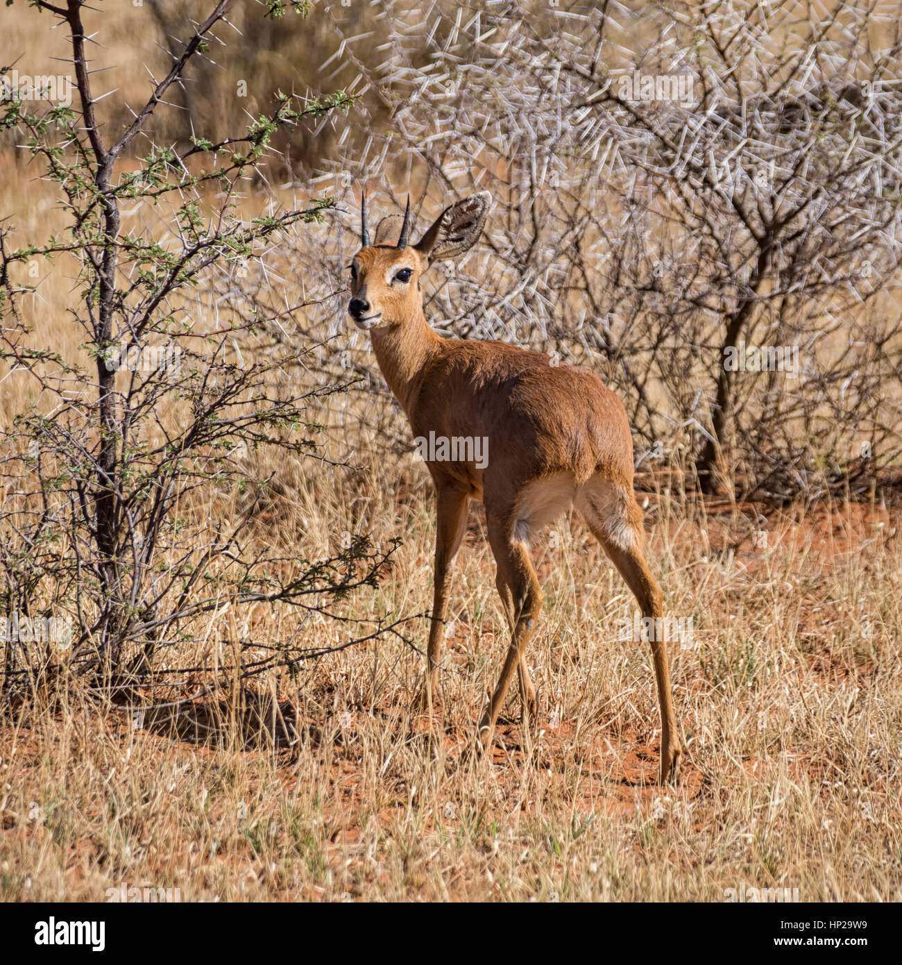 African antelope bok hi-res stock photography and images - Alamy