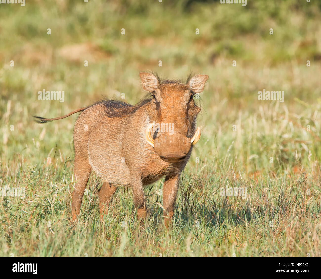 A close-up portrait of a Warthog in Southern African savannah Stock ...