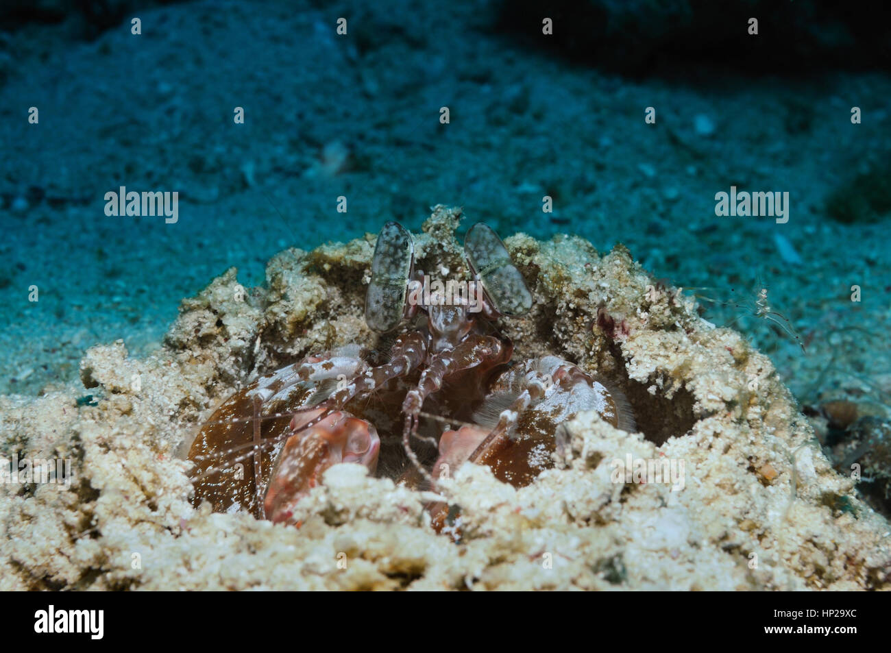 Tiger mantis shrimp is piping out from its burrow and a clear shrimp is ...