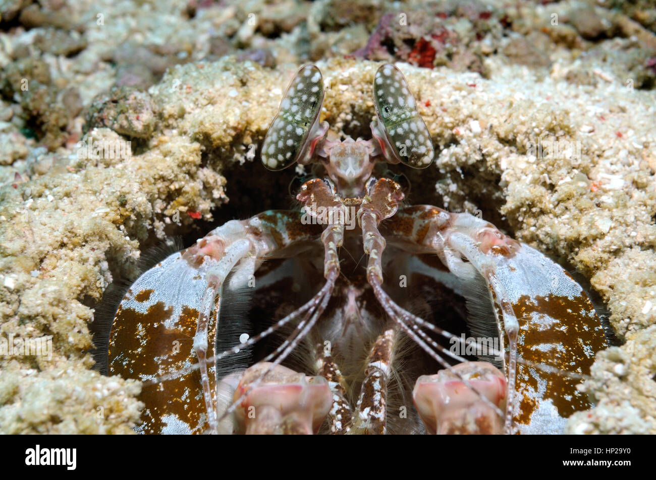 Mantis shrimp close up hi-res stock photography and images - Alamy
