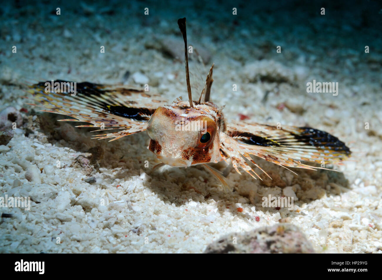 Oriental flying gurnard hi-res stock photography and images - Alamy