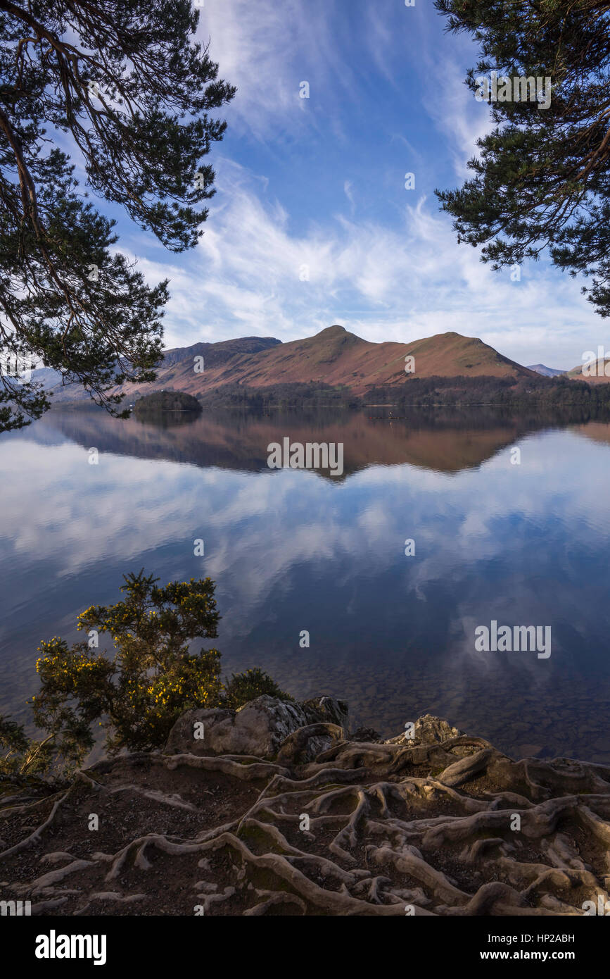 Catbells reflected in Derwentwater, framed by tree roots and branches ...