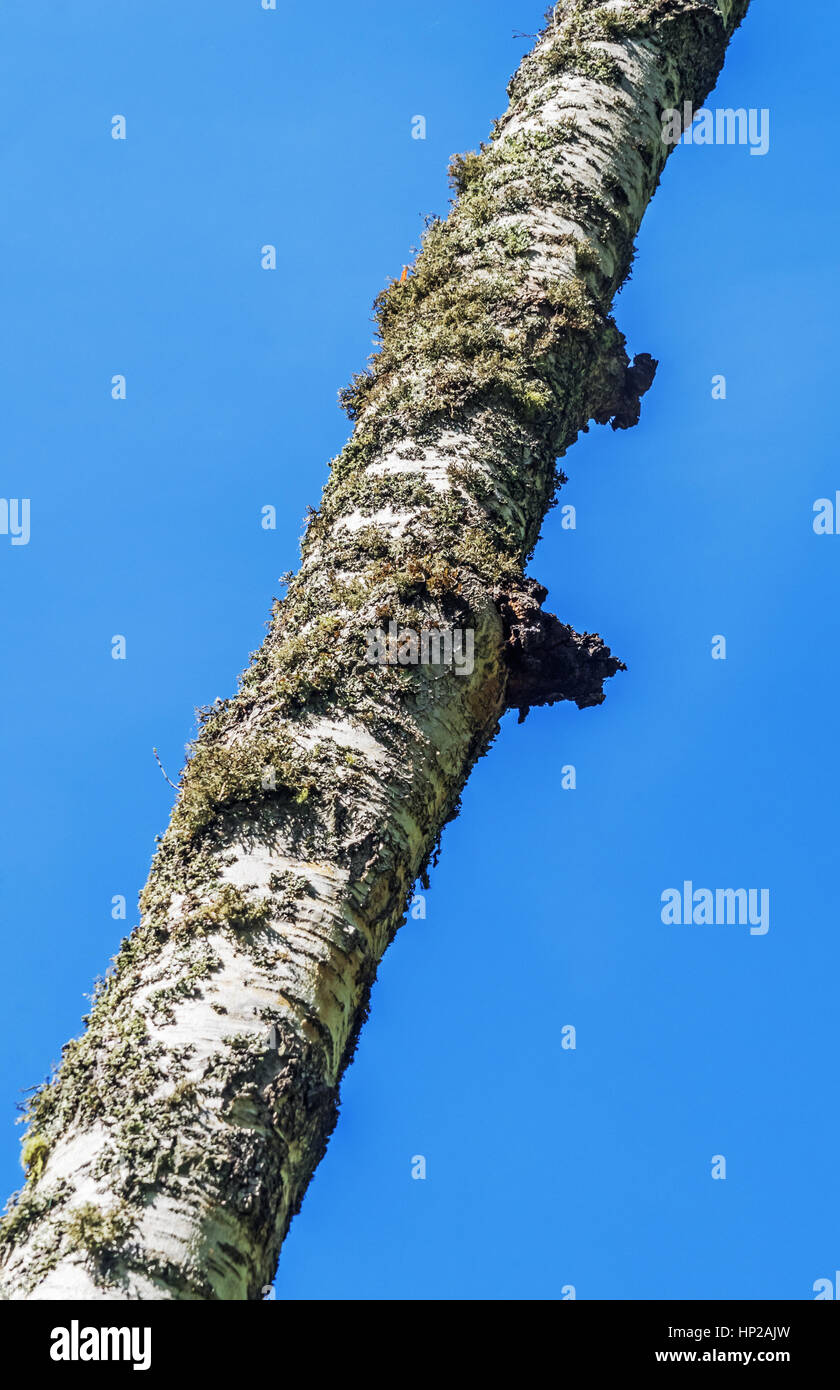 Sterile conk trunk rot of birch hi-res stock photography and images - Alamy