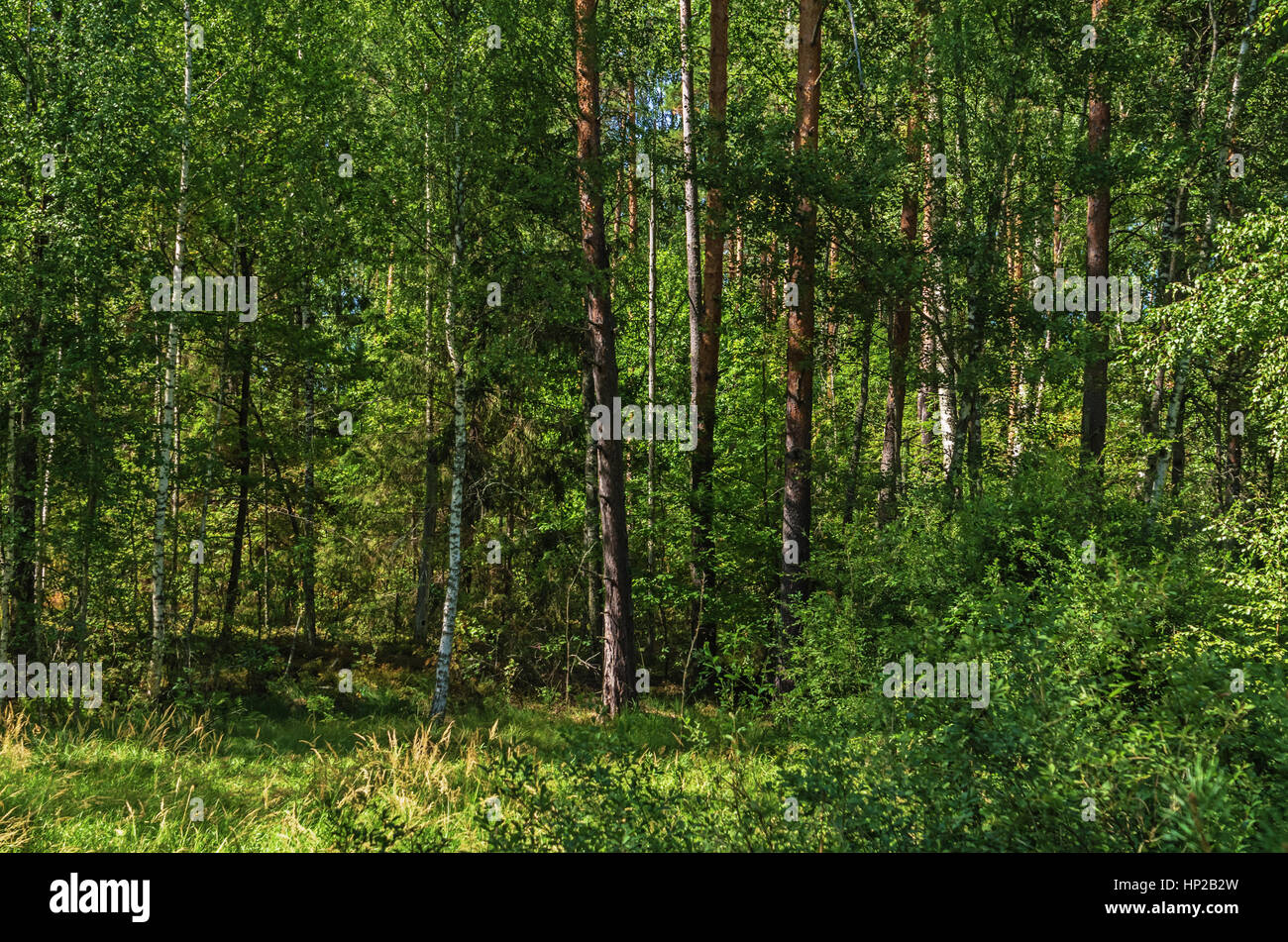 Summer forest landscape Stock Photo - Alamy