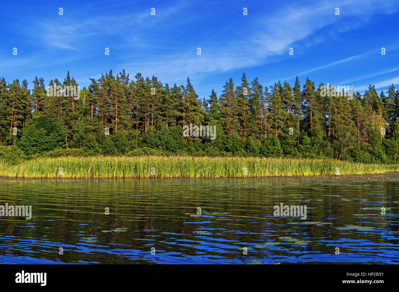 Forest lake landscape Stock Photo - Alamy