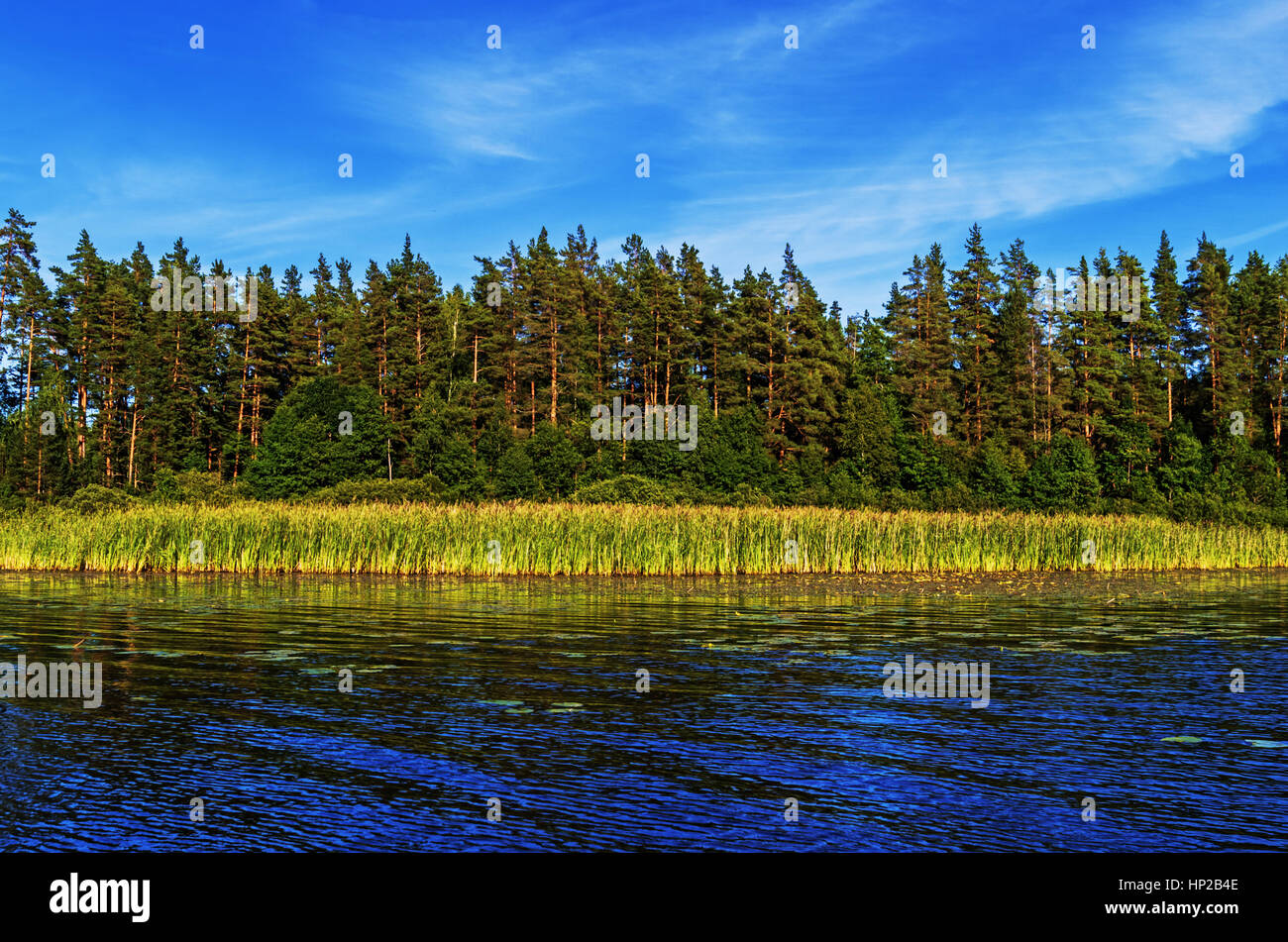 Forest lake landscape Stock Photo - Alamy