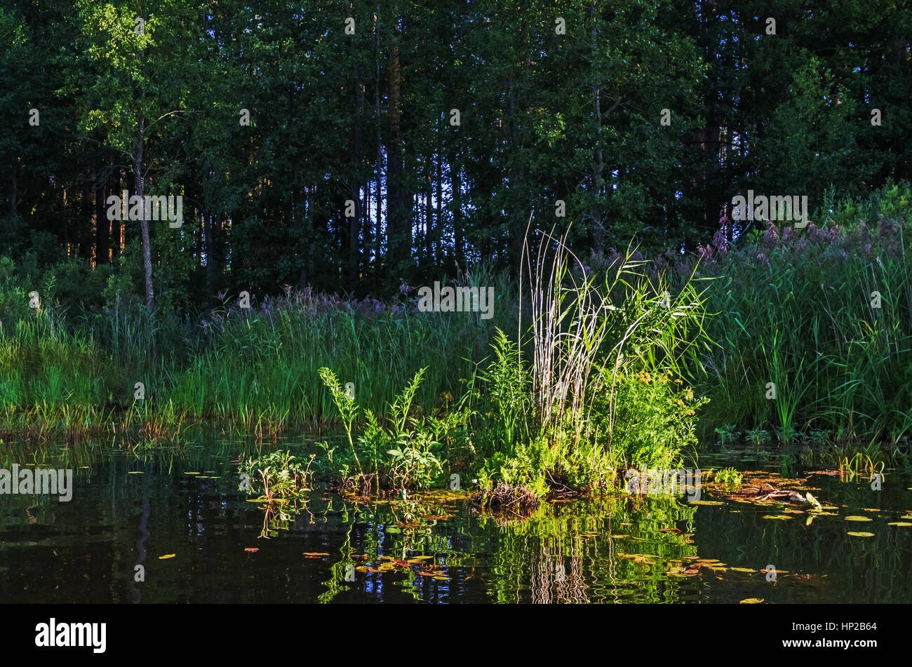 Forest lake landscape Stock Photo - Alamy