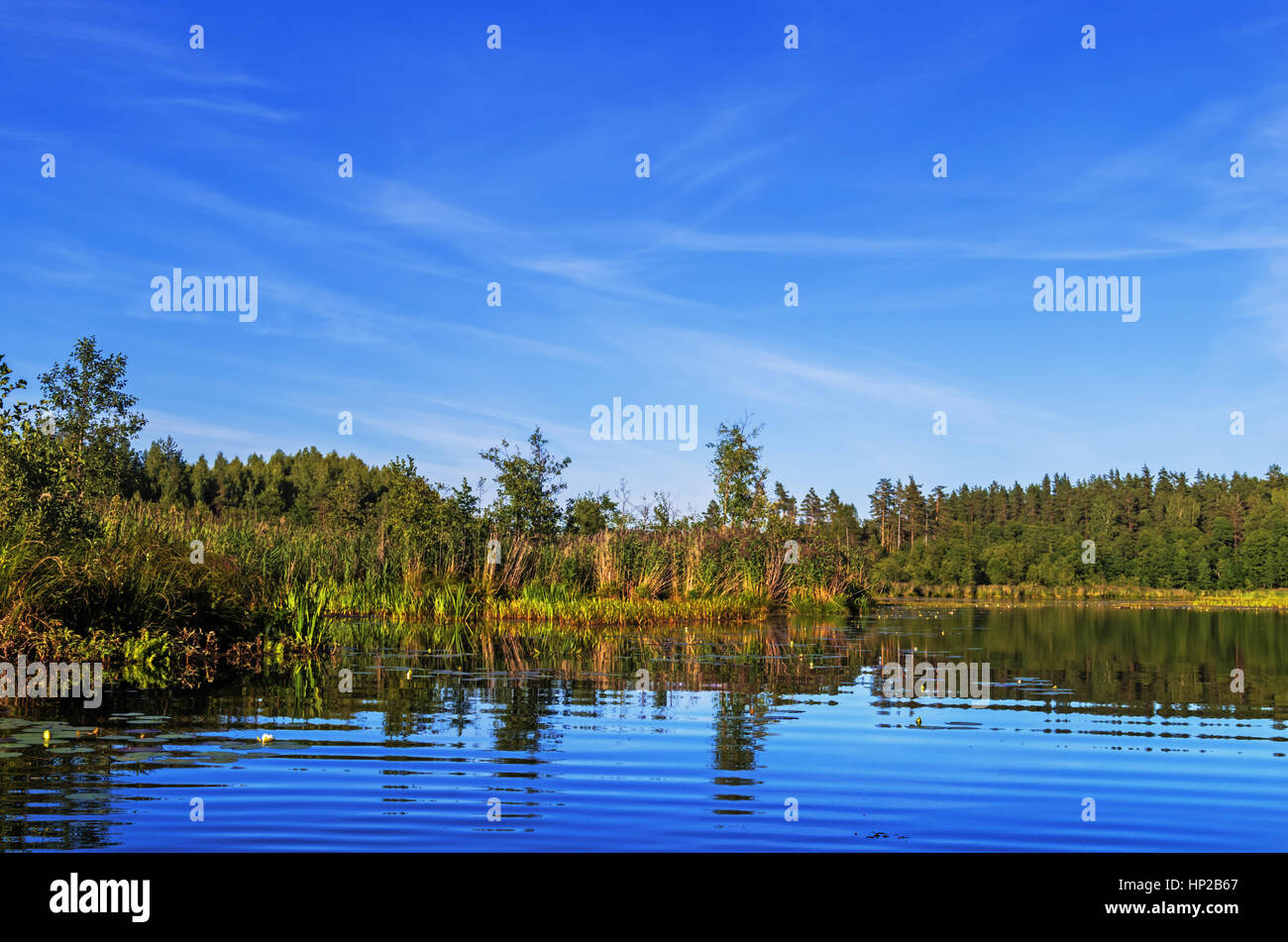 Forest lake landscape Stock Photo - Alamy
